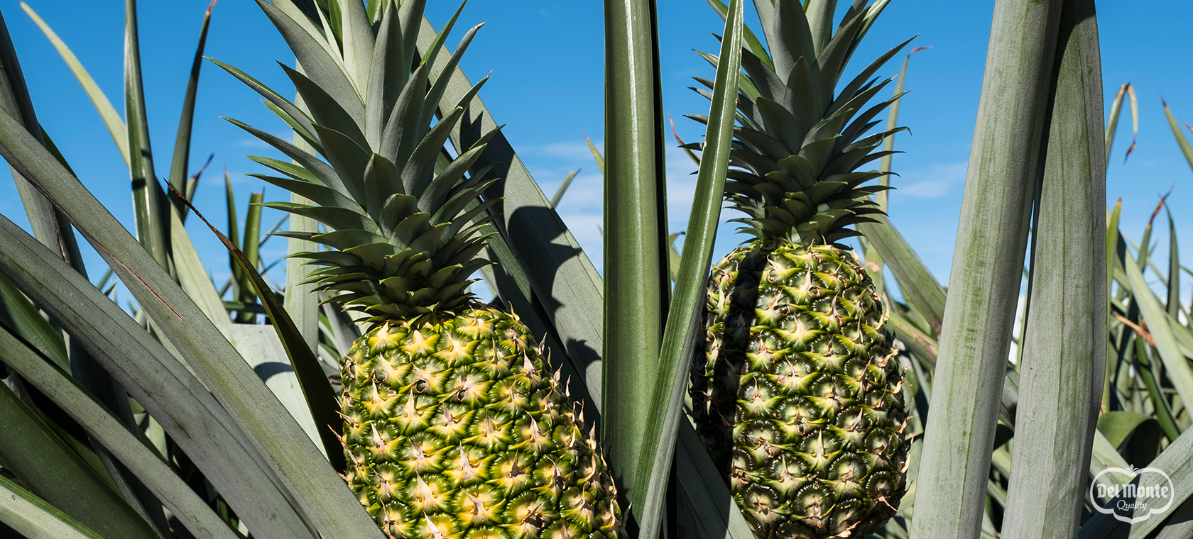 Del Monte Europe | Sustainability